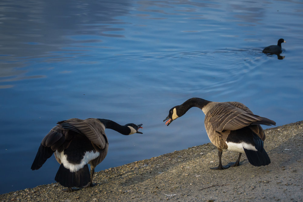 Understanding the Ecological Importance of Geese Control